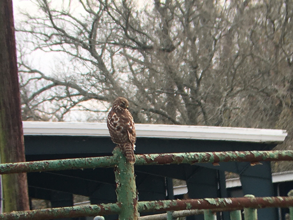 Red-shouldered Hawk from Warren and Grace Farr Park, Baton Rouge, LA ...