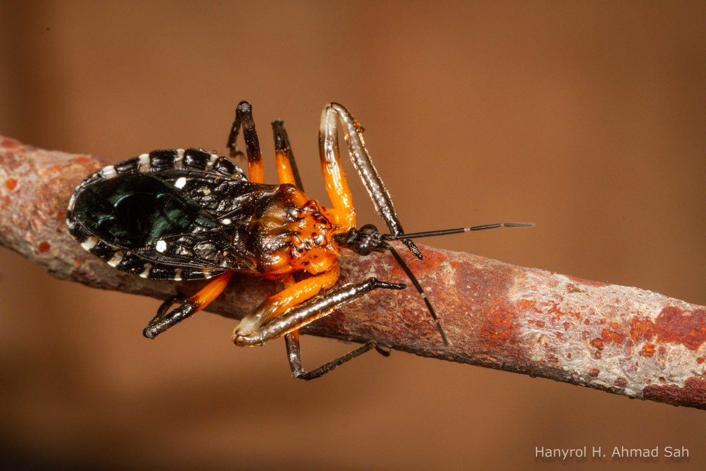 Amulius from Brunei on September 15, 2019 at 08:31 AM by honeyroll ...