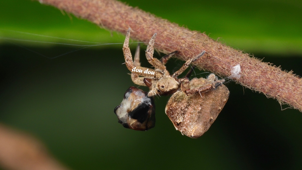 Triangle Web Spiders from 中国江苏省镇江市宝华山 on September 03, 2020 at 09:52 PM ...