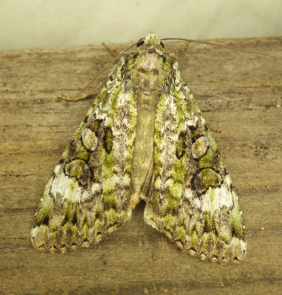 Green Arches from Ashland County, US-WI, US on August 21, 2014 at 11:15 ...