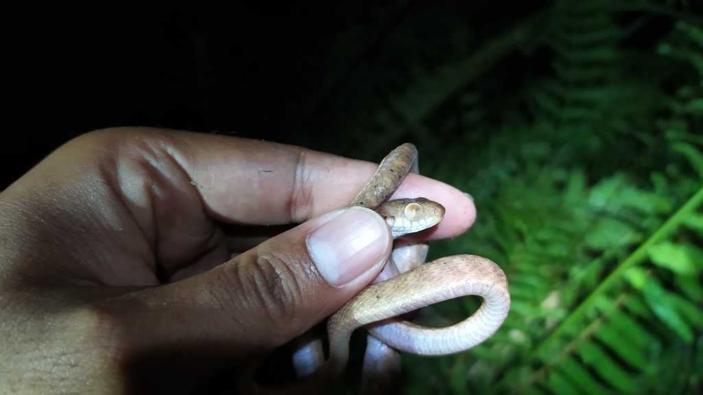 Brown Tree Snake from Ayuka, Mimika Timur Jauh, Mimika Regency, Papua ...
