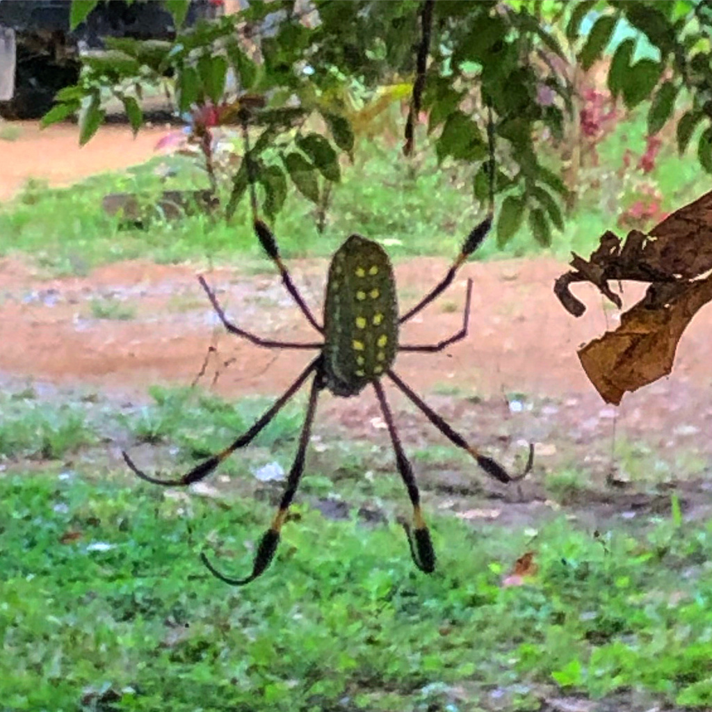 Golden Silk Spider from Calle Principal Hacia Playa Cambutal, Los ...