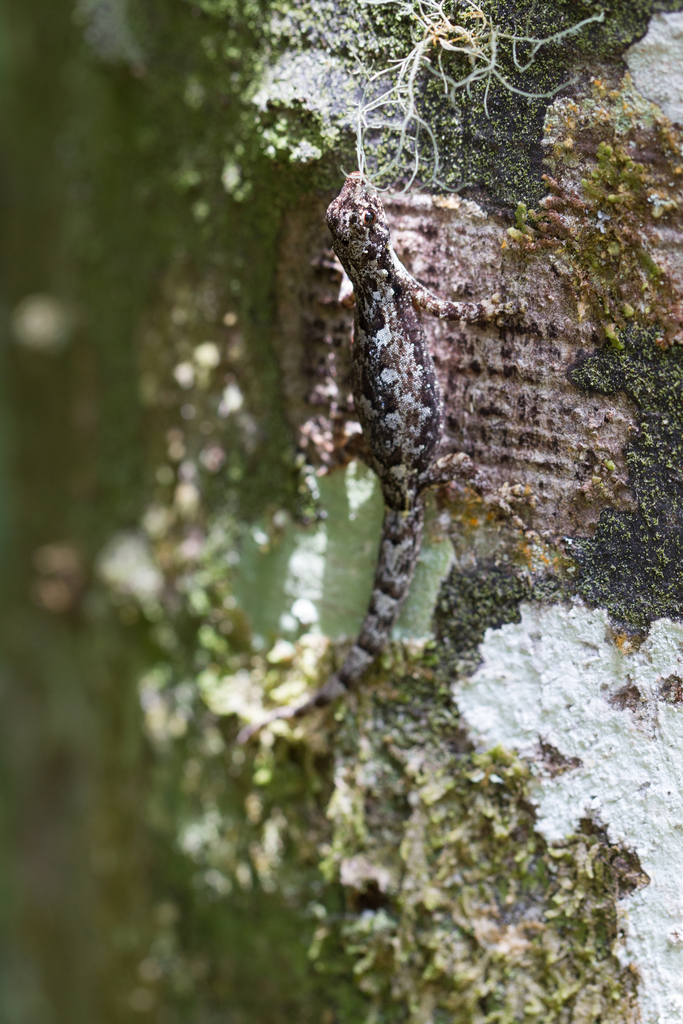 Guibe's Dwarf Day Gecko in December 2016 by Markus A. Roesch · iNaturalist