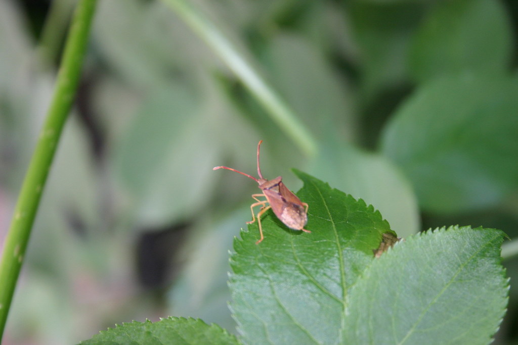 Box Bug from 2 Rue Saint-Jacques, 76490 Rives-en-Seine, France on July ...