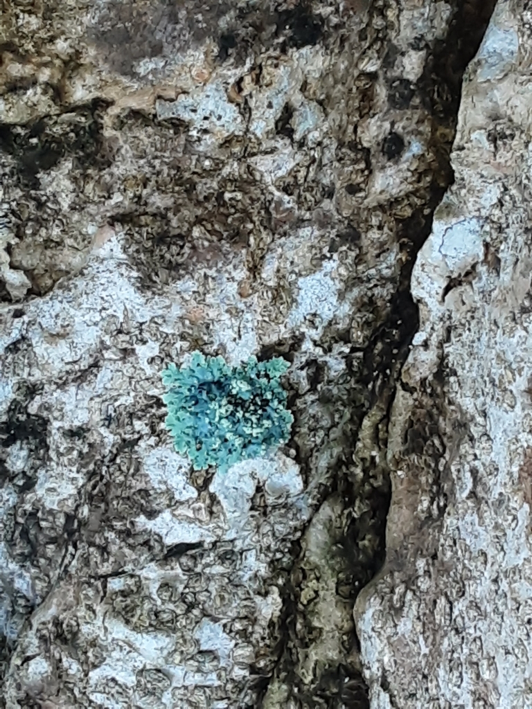common lichens from Camella Dasma at The Islands on January 04, 2021 at ...