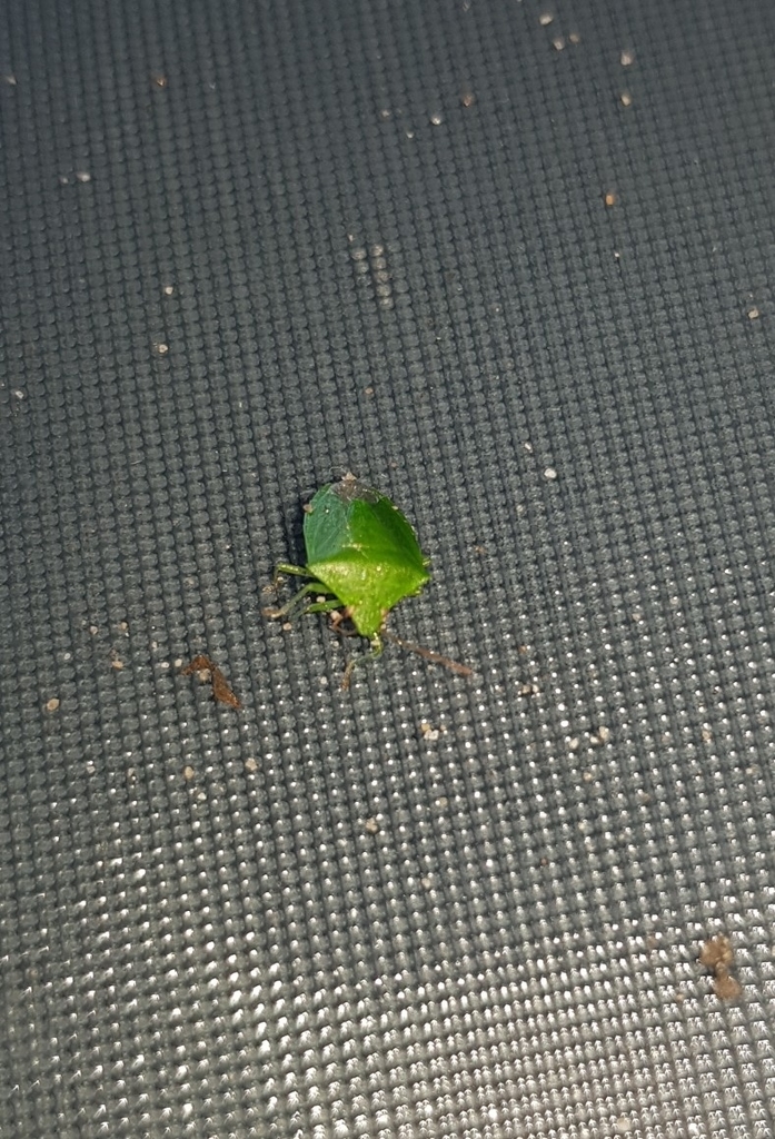 Green potato bug from Harrington Park NSW 2567, Australia on January 05 ...
