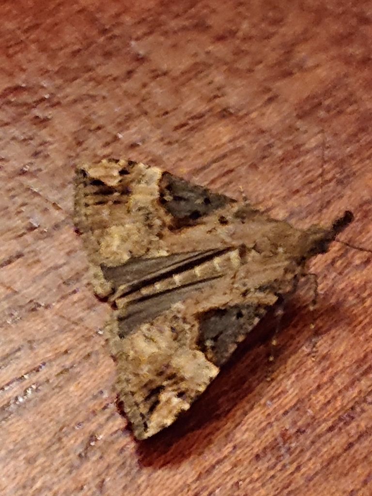 Bloxworth Snout from Crasto, 4405-550 Valadares, Portugal on January 05 ...