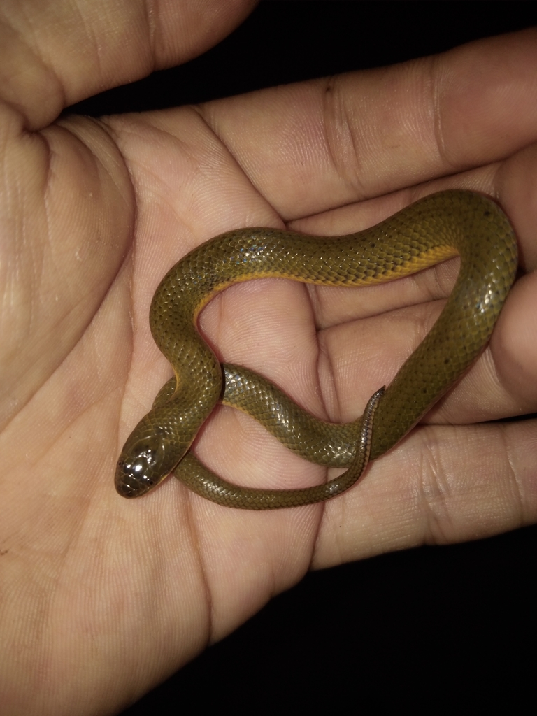 Rice Paddy Snake from Buntok Kota, South Dusun, South Barito Regency ...
