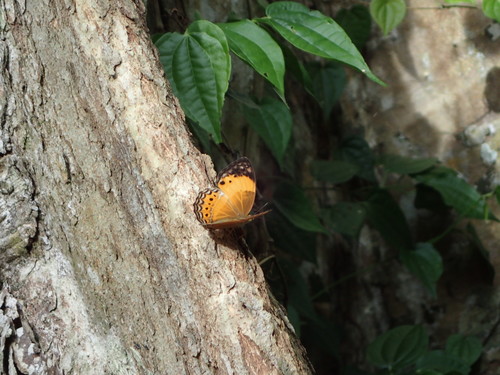 Cupha crameri · iNaturalist