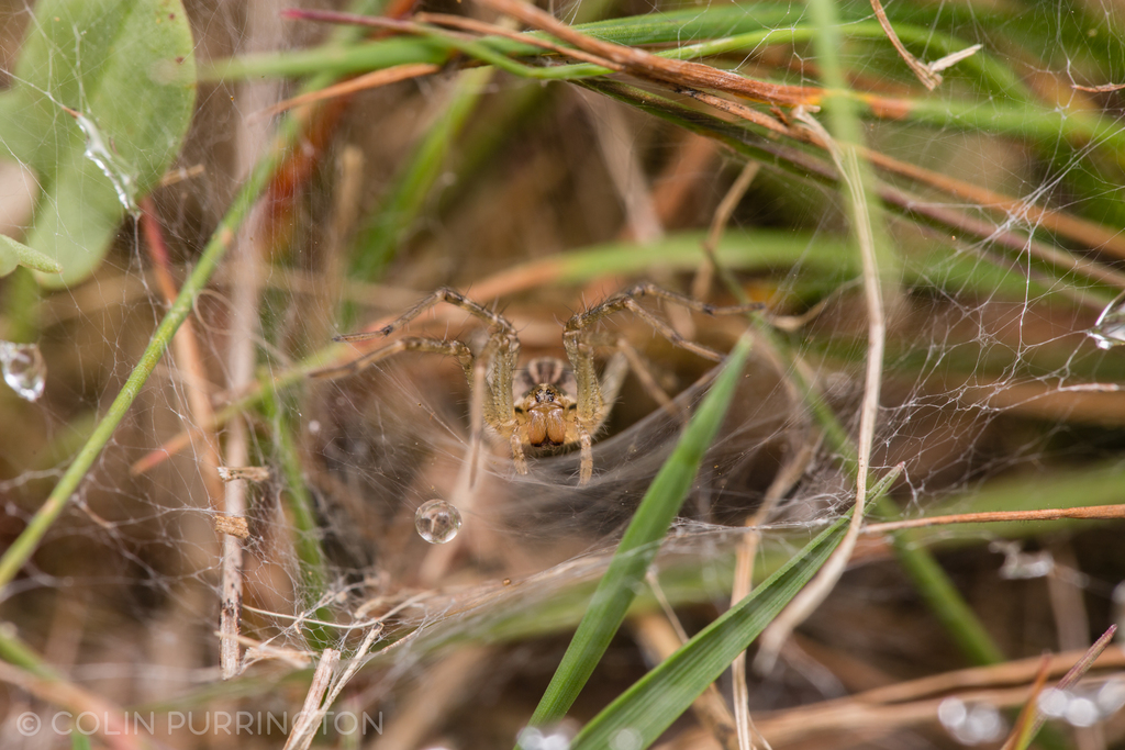 Grass Spiders from Ulster County, NY, USA on July 15, 2017 at 01:23 PM ...