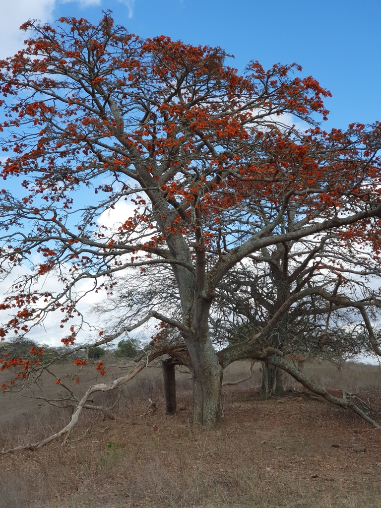 Red Bean Tree from Massaranduba - PB, 58120-000, Brasil on November 22 ...