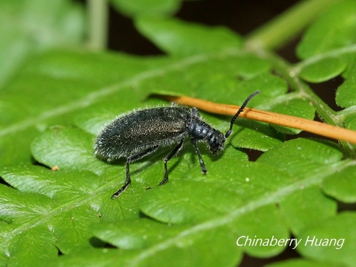 Cerogria odontocera · iNaturalist Mexico