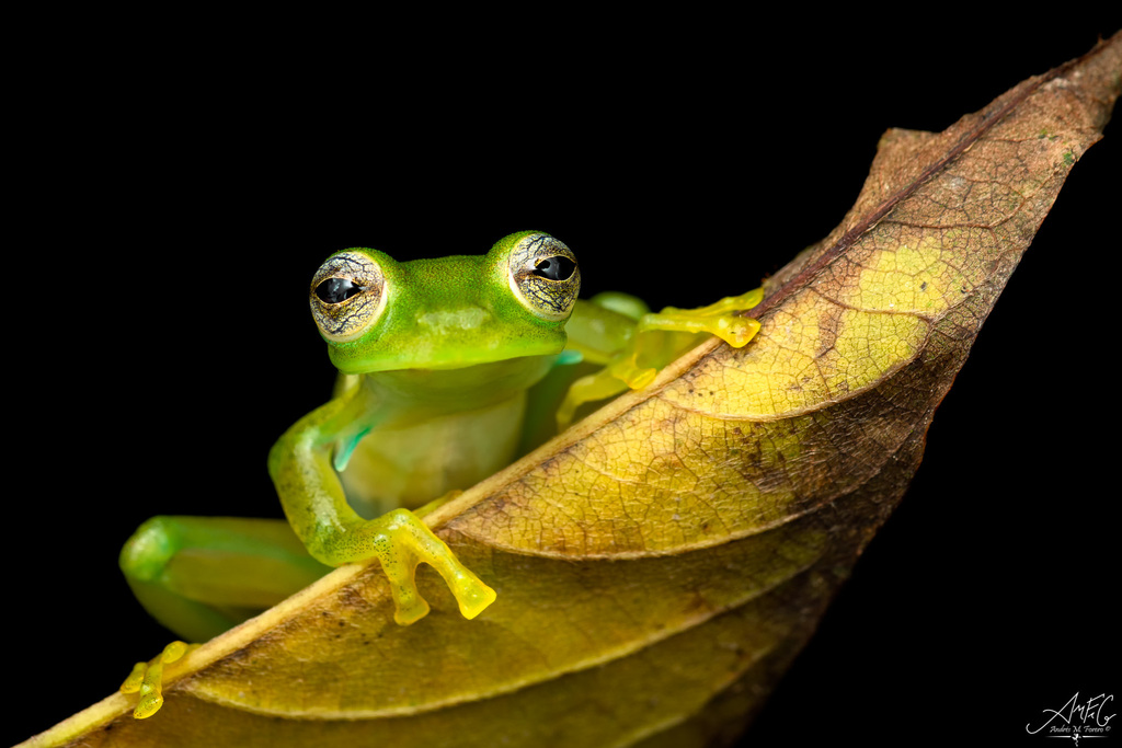 Emerald Glass Frog from Reserva Itapoa, Puerto Quito Ecuador on January ...