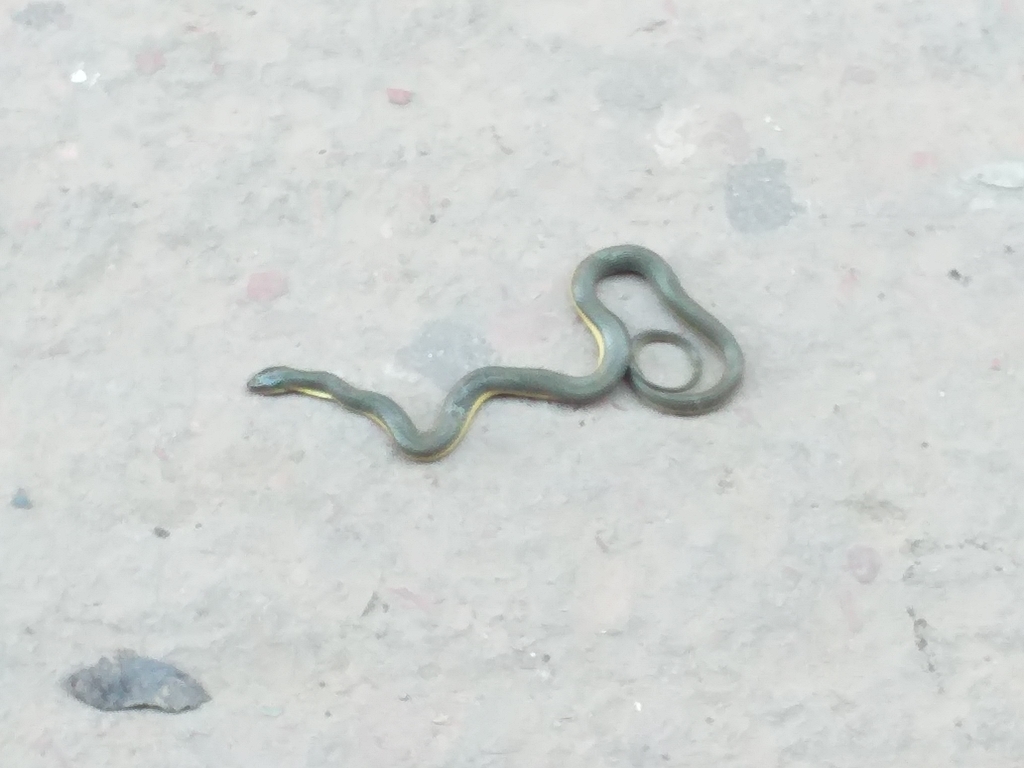 Split Keelback from Gunabati on September 19, 2020 at 04:55 PM by Aftab ...