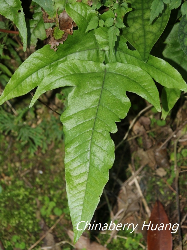 Tectaria subtriphylla from 台灣台北 on October 11, 2019 at 11:12 AM by ...