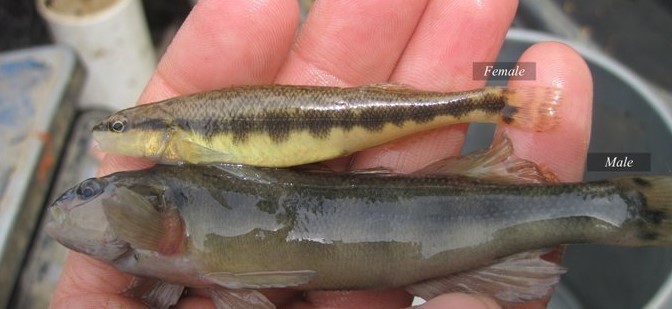 Dusky Darter from Butler County, MO, USA on April 28, 2015 at 09:43 AM ...