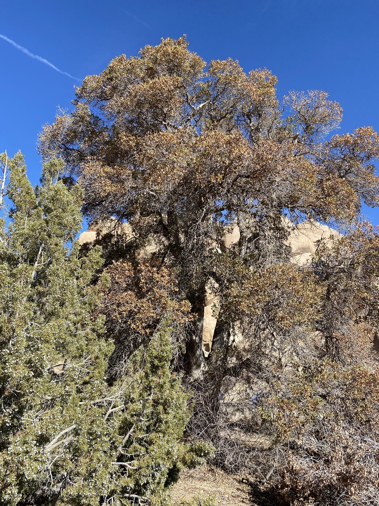 Muller's oak from Joshua Tree National Park, Riverside County, US-CA ...