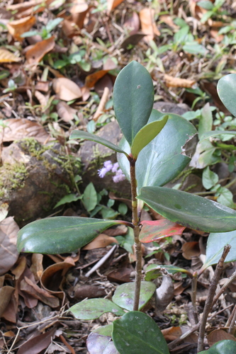 Ternstroemia kwangtungensis · NaturaLista Colombia
