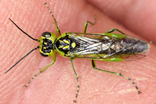 Broad-striped Rhogogaster (Rhogogaster scalaris) · iNaturalist
