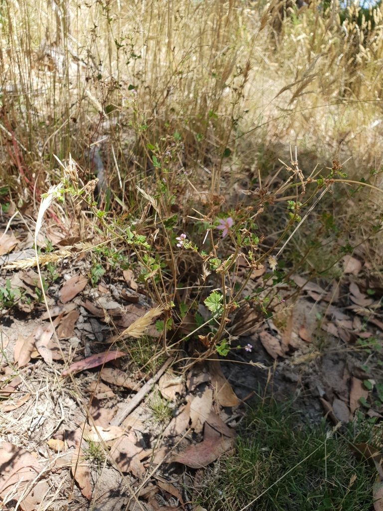 Kopata from Humevale VIC 3757, Australia on January 08, 2021 at 01:14 ...