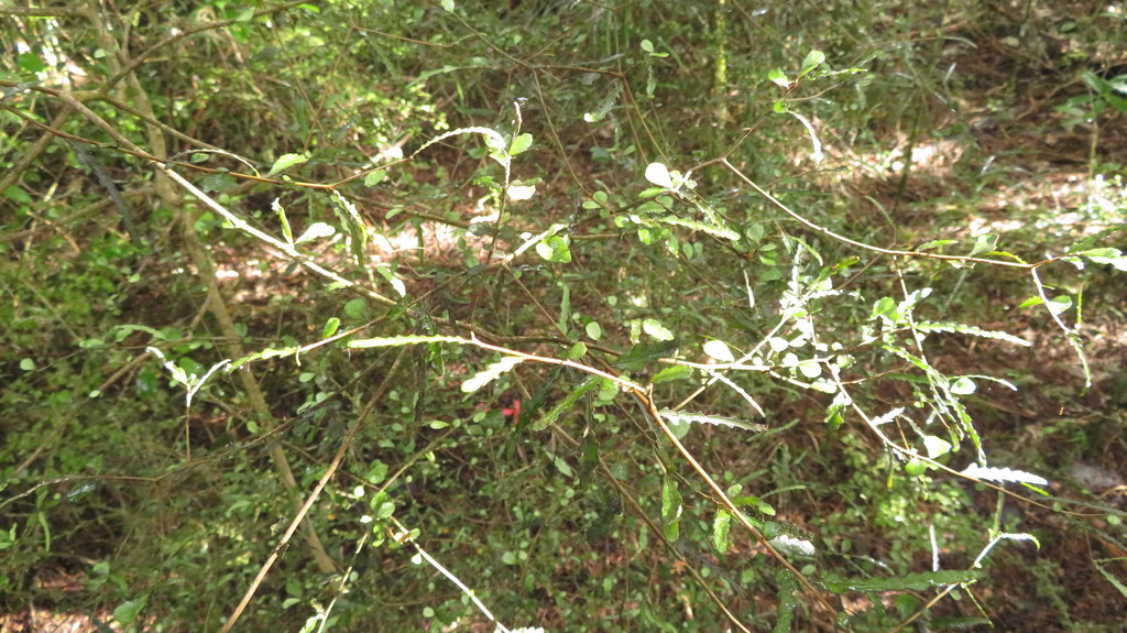 Pokaka from Paengaroa Scenic Reserve Walk, Taihape 4791, New Zealand on ...