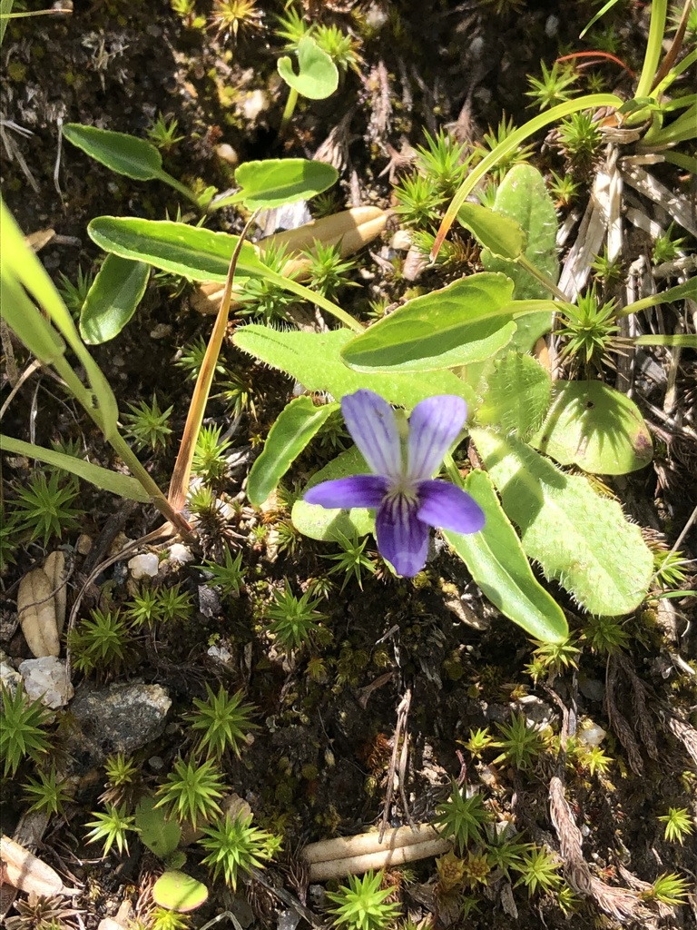 Mountain Violet from Snowy River, Kosciuszko, AU-NS, AU on January 05 ...