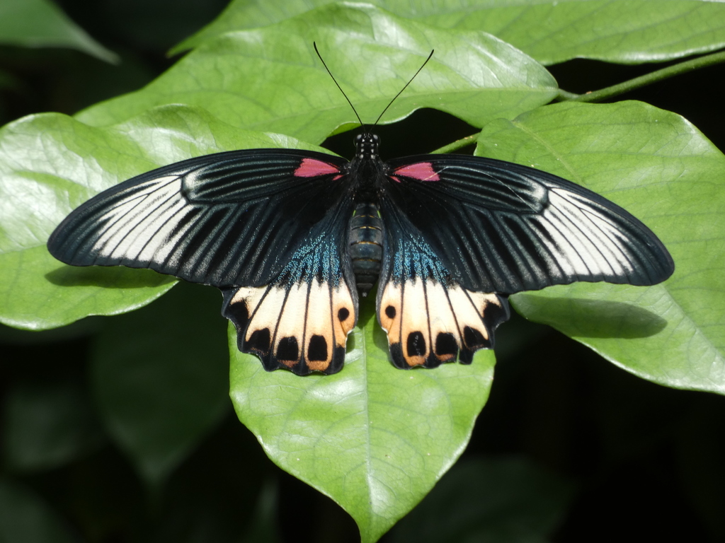 Great Mormon Swallowtail from Jurong Bird Park on January 8, 2021 at 11 ...