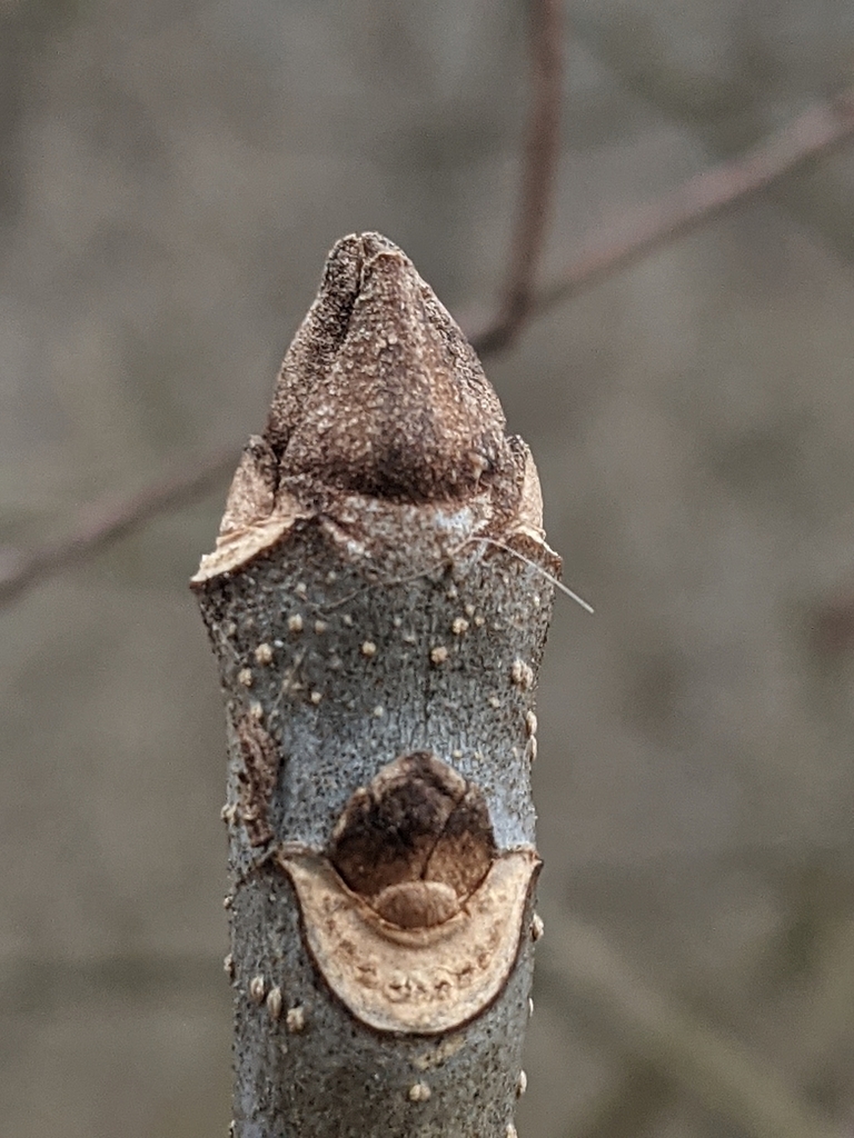white ash from Spry, PA, USA on January 8, 2021 at 11:29 AM by Jay ...