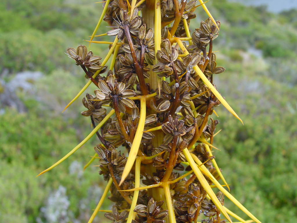 Golden Spaniard from Mt. Cook, Mackenzie District, Canterbury, New ...