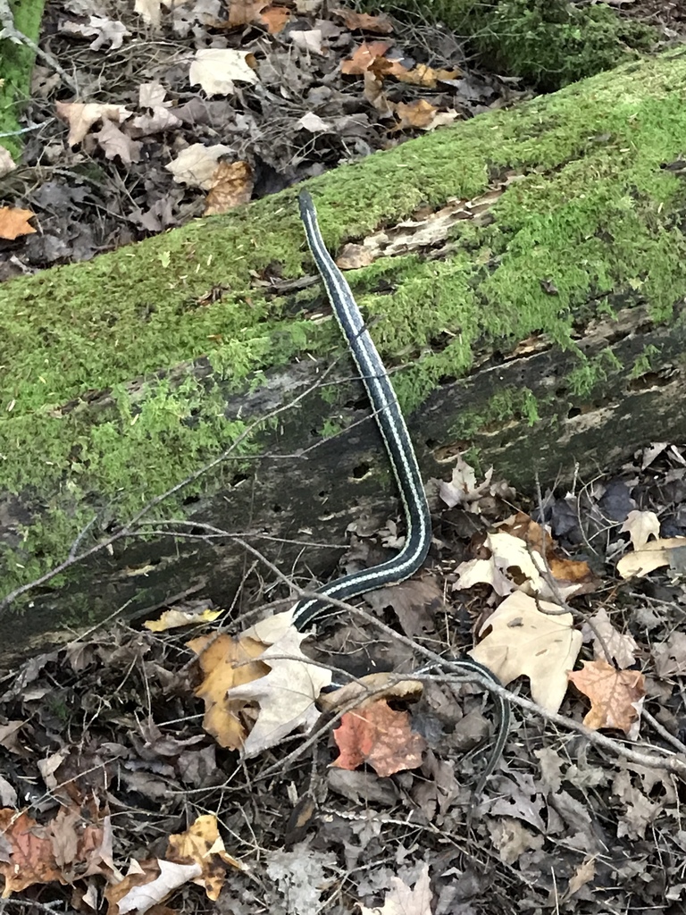 Common Garter Snake from 54235, Jacksonport, WI, US on October 4, 2017 ...