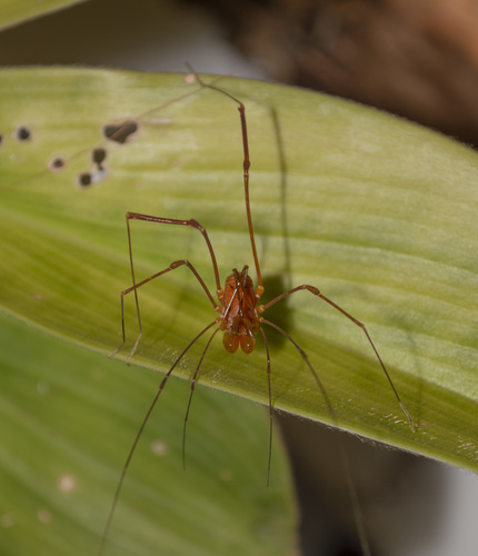Genus Obidosus · iNaturalist