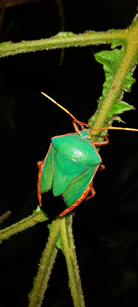 Red-bordered Stink Bug from Provincia de Puntarenas, Rancho Quemado ...