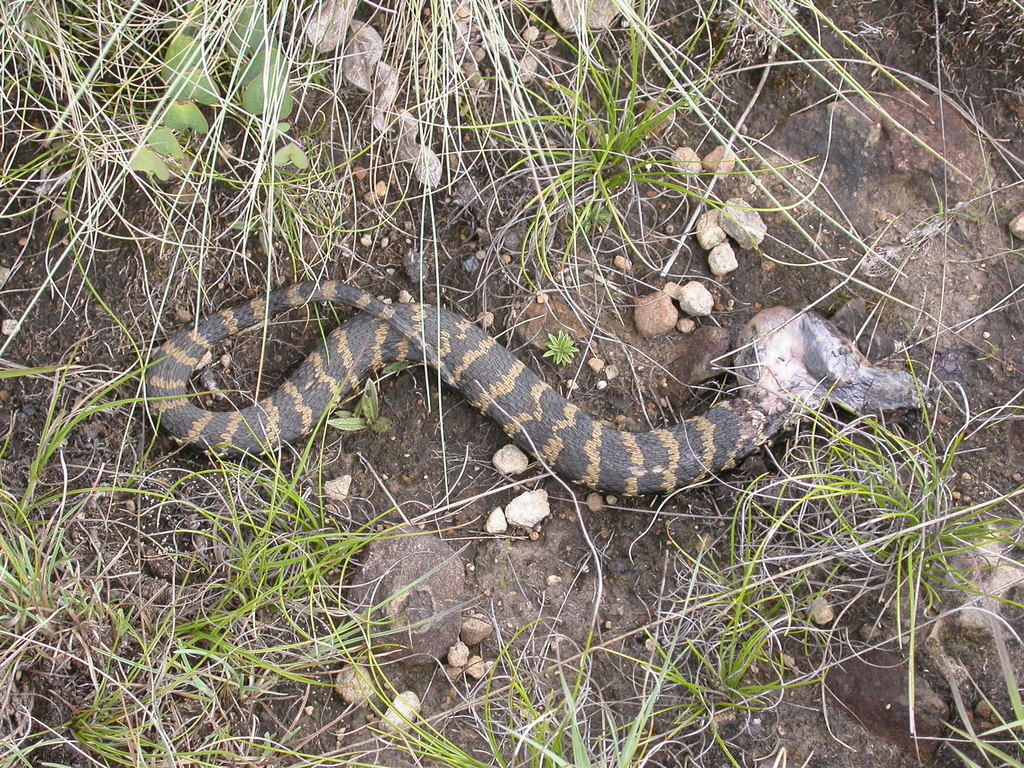 Rinkhals from Mkhomazi Wilderness area, South Africa on December 4 ...