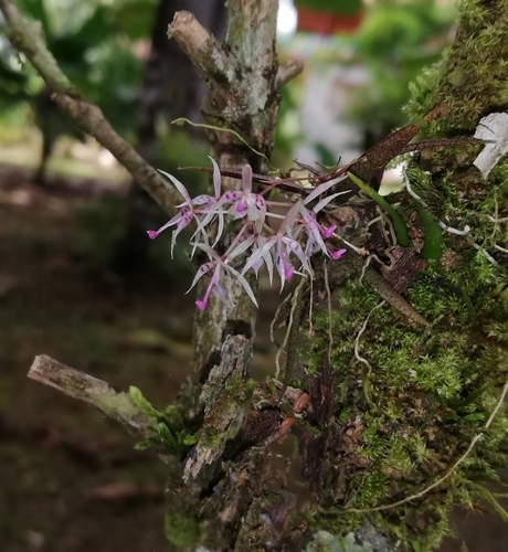 Macroclinium alleniorum · NaturaLista Colombia