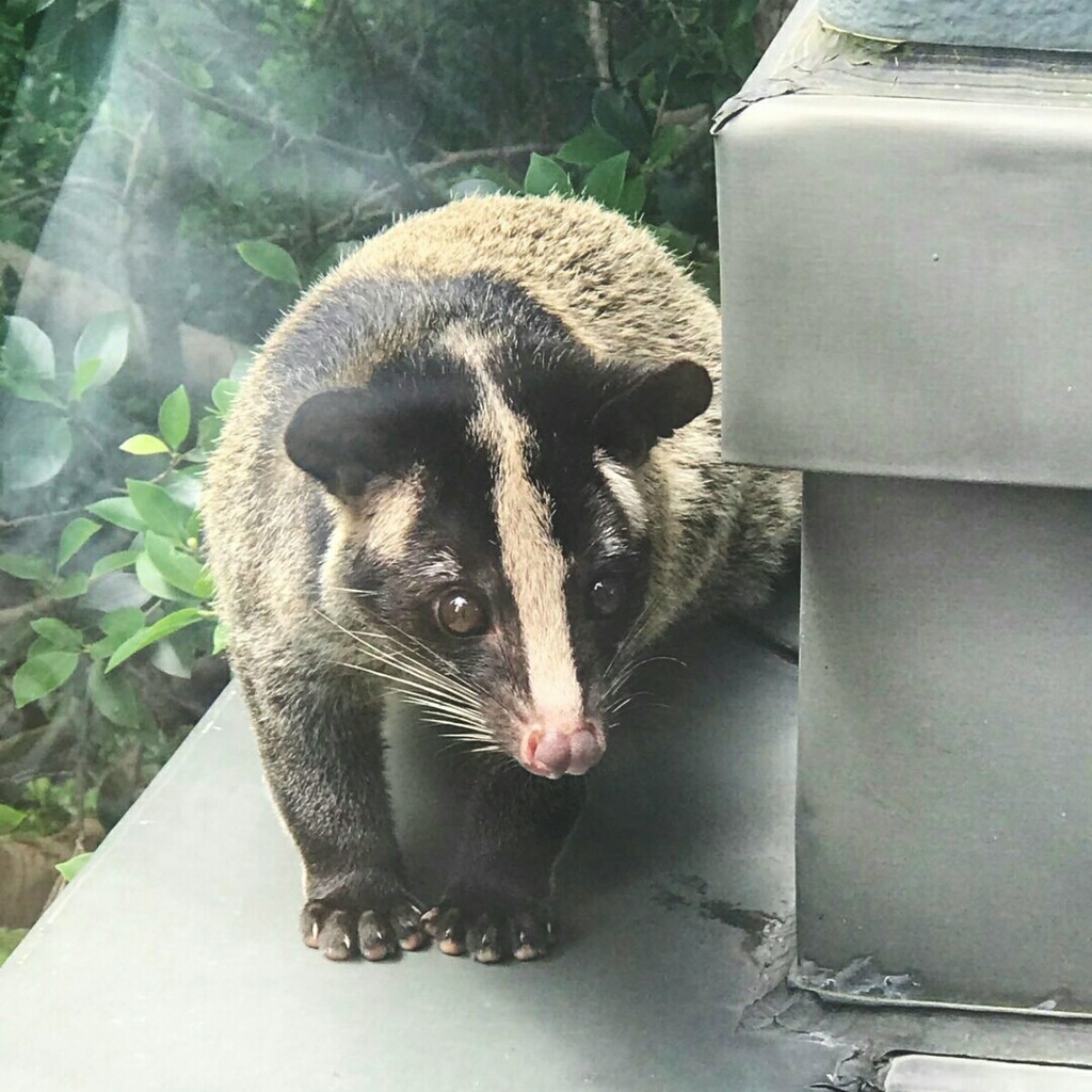 Masked Palm Civet Conservation Status