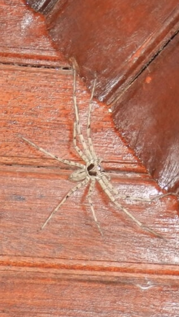 Pantropical Huntsman Spider from Khanom, Khanom, Changwat Nakhon Si ...