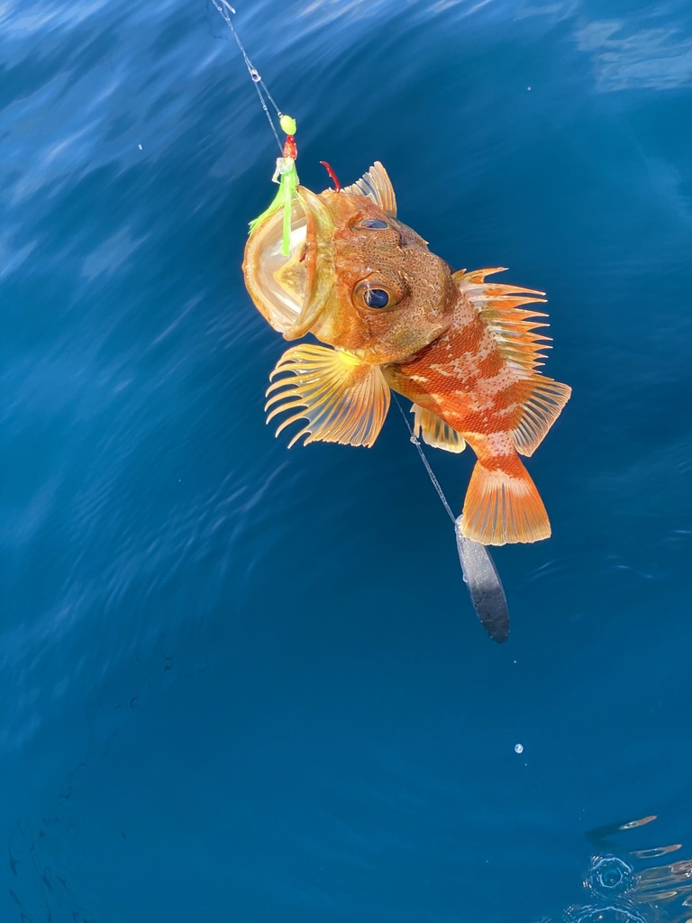 Sea Perch from Pacific Ocean, NZ on January 09, 2021 at 10:42 AM by ...