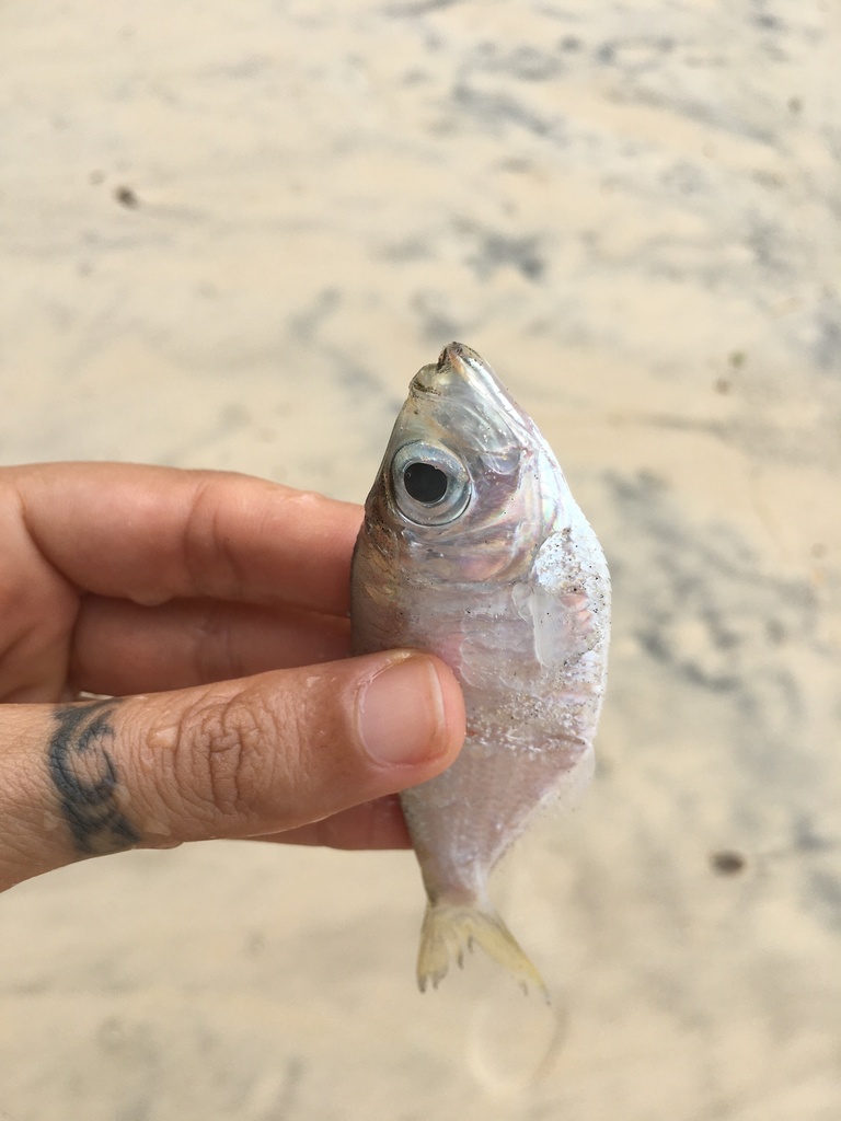 (Pellona harroweri) - Marine Life Identification