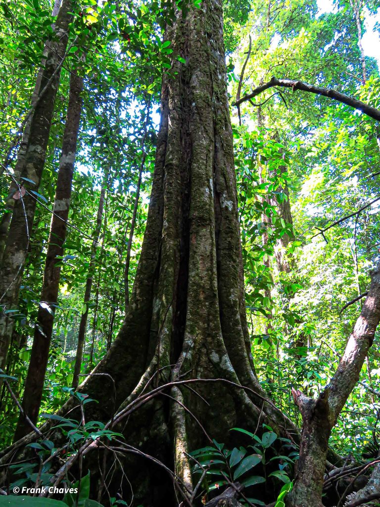 nazareno from Provincia de Puntarenas, Costa Rica on January 09, 2021 ...