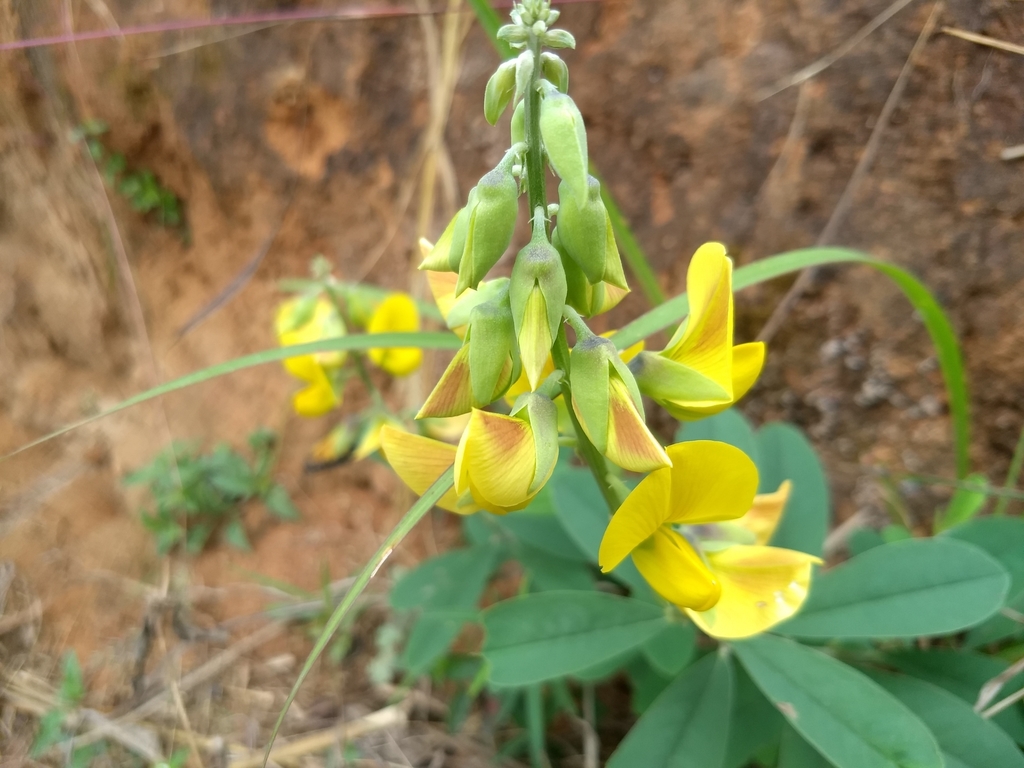 Rattleweed from Suvidha Retirement Village on January 10, 2021 at 10:21 ...
