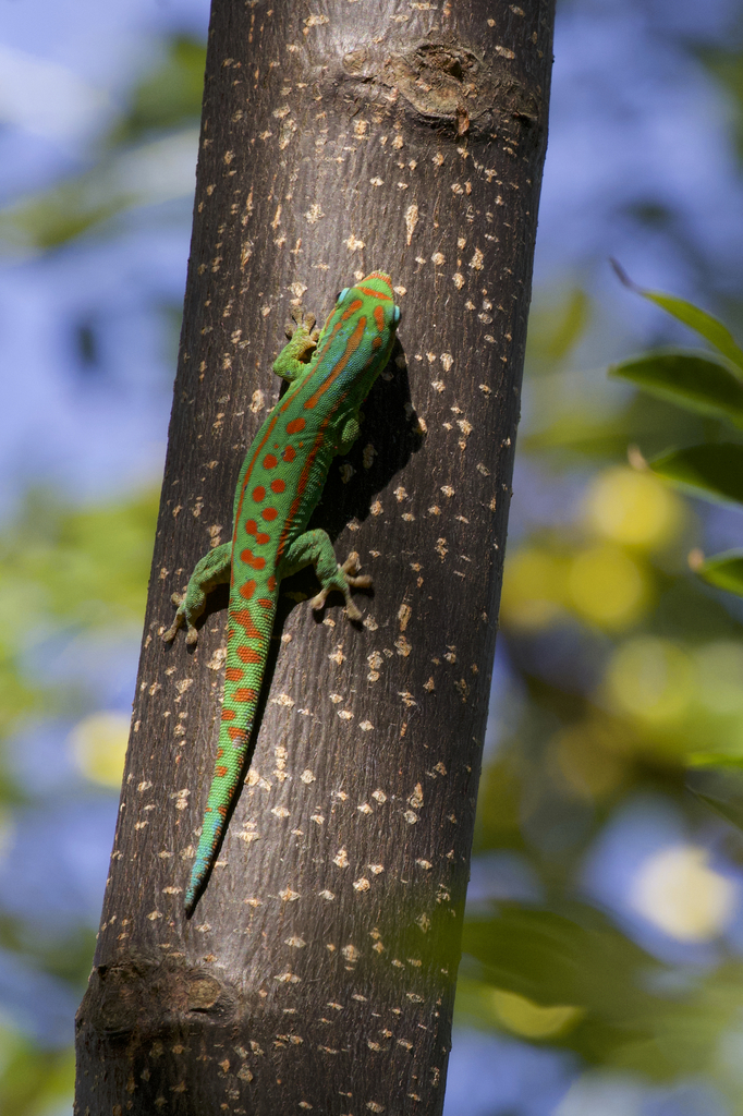 Orange-spotted Day Gecko in June 2020 by Markus A. Roesch · iNaturalist