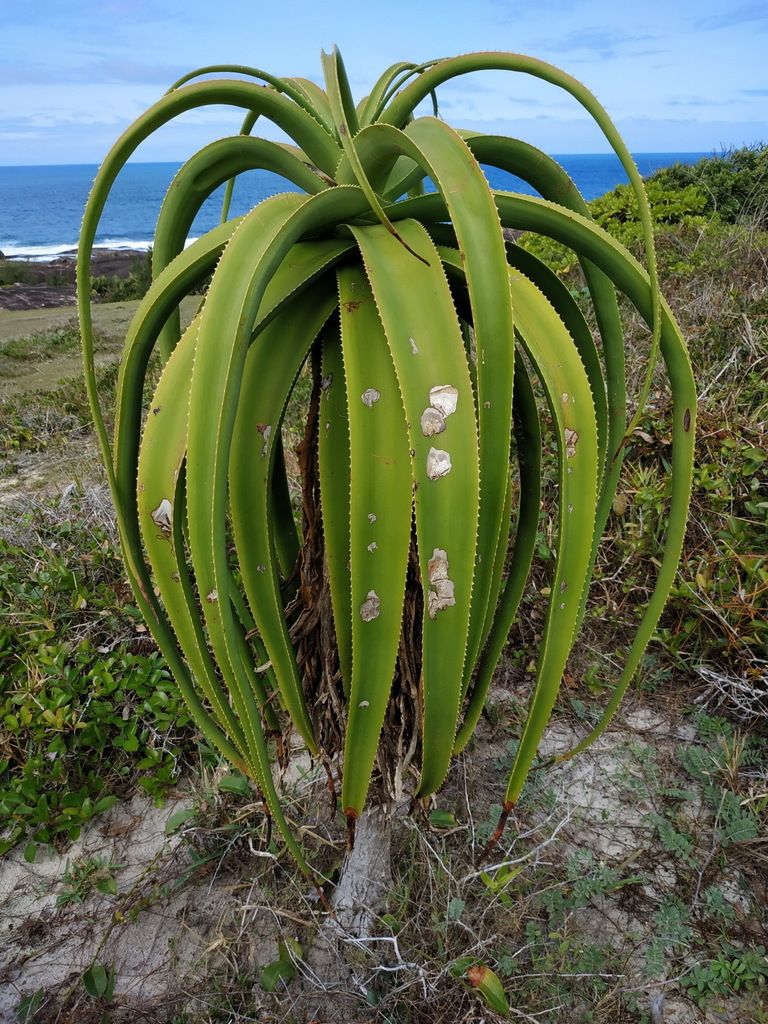 Aloe helenae in September 2019 by Ori Fragman-Sapir · iNaturalist