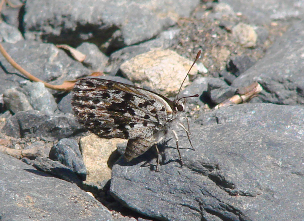 North Island Boulder Copper from Silica Rapids Trail, Tongariro NP on ...