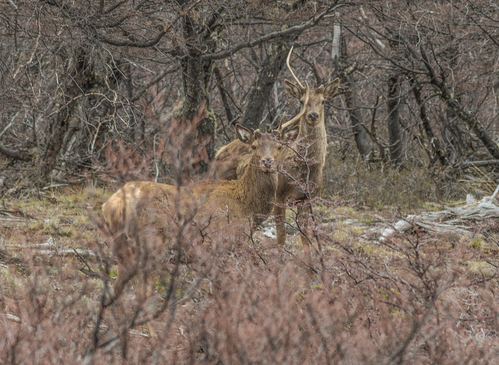 Red Deer from Reserva Nacional Lago Carlota on December 16, 2020 by ...