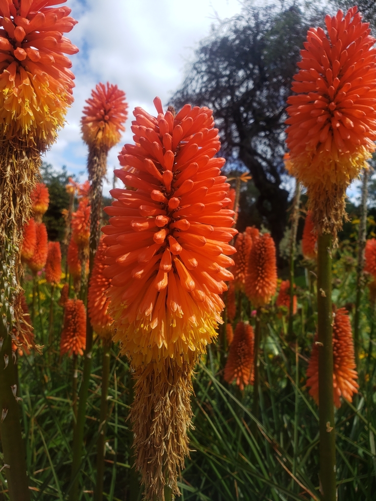 Red Hot Poker from Christchurch on January 09, 2021 at 11:22 AM by Zoe ...