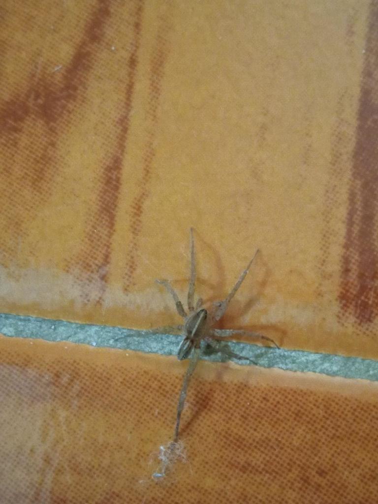 Wolf Spiders from Mediterráneo, Ciudad Guayana 8050, Bolívar, Venezuela ...