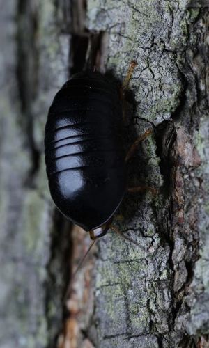 Perisphaerus punctatus · iNaturalist Mexico