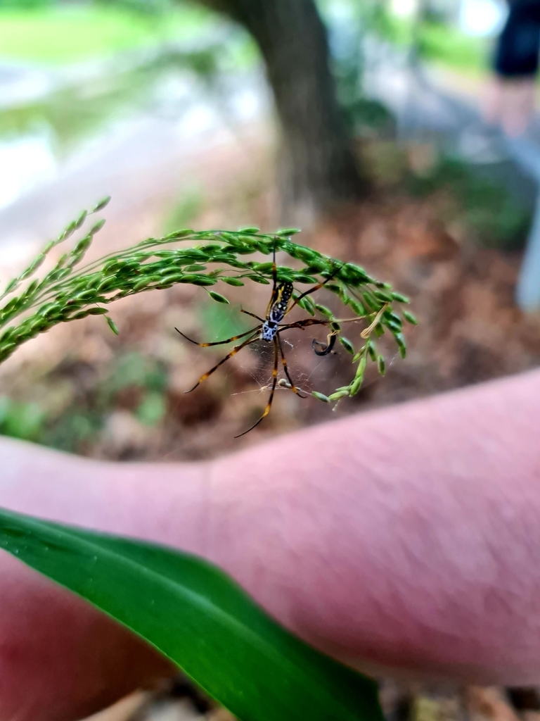 Tiger Spider from Cobalt St at Kindilan Place, Keperra QLD 4054 ...
