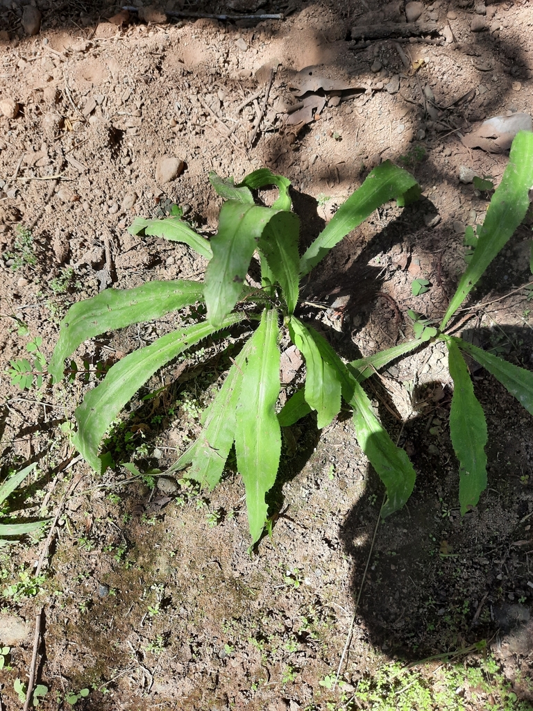 Mexican Culantro from Provincia de Puntarenas, Puerto Jiménez, Costa ...