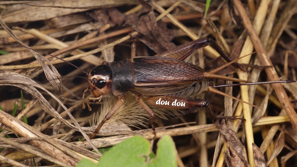 Emma Field Cricket from 中国江苏省南京市栖霞区大气山 on September 6, 2020 at 10:55 PM ...